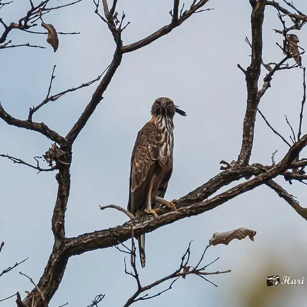 Changeable hawk-eagle - Facts, Diet, Habitat & Pictures on Animalia.bio