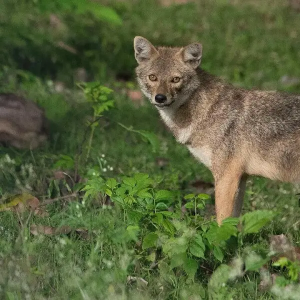 Sri Lankan jackal - Facts, Diet, Habitat & Pictures on Animalia.bio