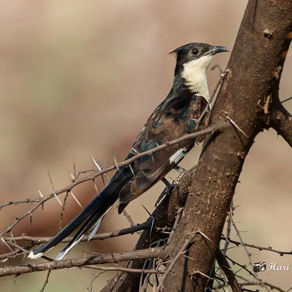 Jacobin cuckoo - Facts, Diet, Habitat & Pictures on Animalia.bio