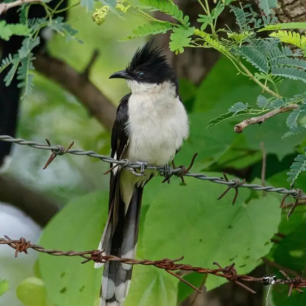 Clamator jacobinus - факти, дієта, ареал і фотографії на Animalia.bio