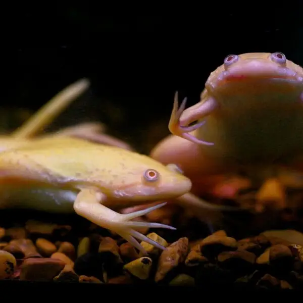 African clawed frog - Facts, Diet, Habitat & Pictures on Animalia.bio