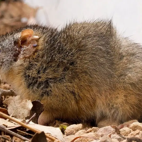 Yellow-footed antechinus - Facts, Diet, Habitat & Pictures on Animalia.bio