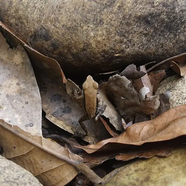 Bicolored frog - Facts, Diet, Habitat & Pictures on Animalia.bio