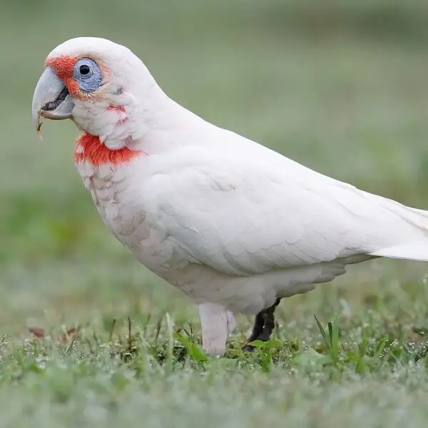 Long-billed corella - Facts, Diet, Habitat & Pictures on Animalia.bio