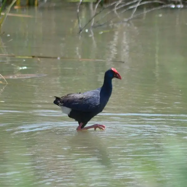 Western swamphen - Facts, Diet, Habitat & Pictures on Animalia.bio