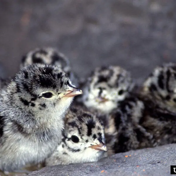 Dusky grouse - Facts, Diet, Habitat & Pictures on Animalia.bio