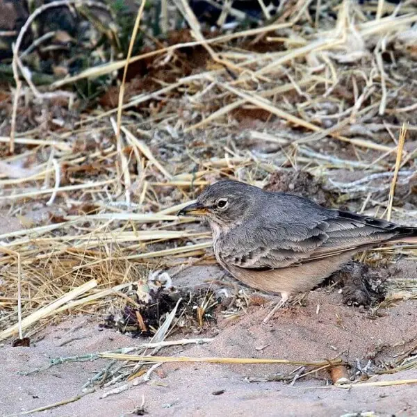Desert lark - Facts, Diet, Habitat & Pictures on Animalia.bio