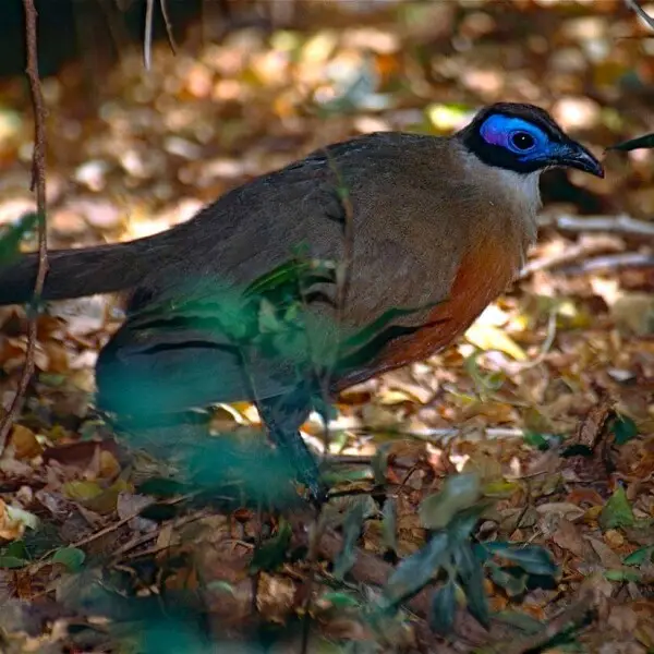 Giant coua - Facts, Diet, Habitat & Pictures on Animalia.bio