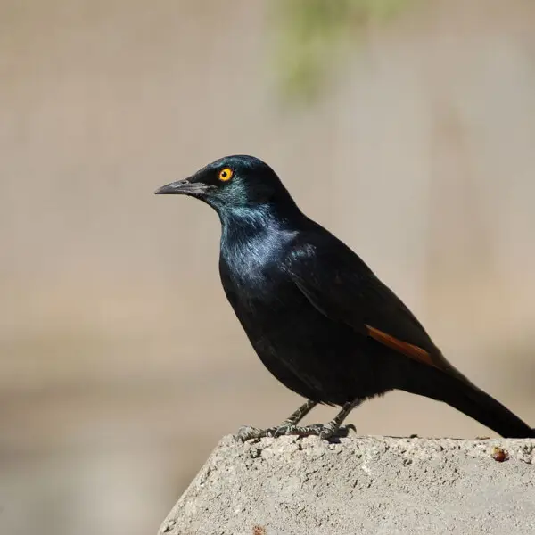 Pale-winged starling - Facts, Diet, Habitat & Pictures on Animalia.bio