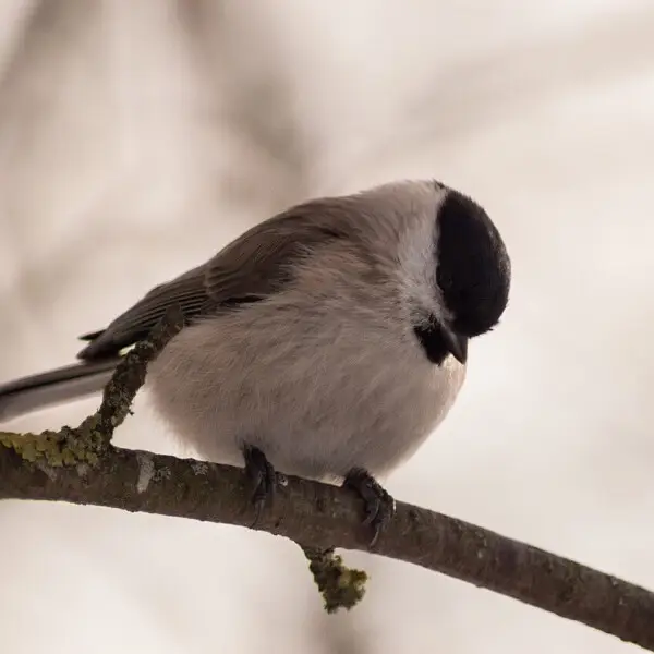 Marsh tit - Facts, Diet, Habitat & Pictures on Animalia.bio