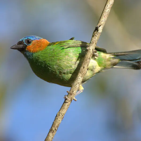 Red-necked tanager - Facts, Diet, Habitat & Pictures on Animalia.bio