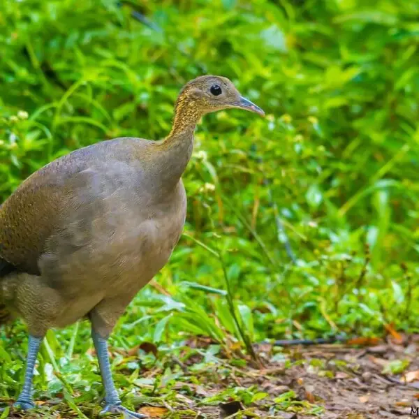 Solitary tinamou - Facts, Diet, Habitat & Pictures on Animalia.bio