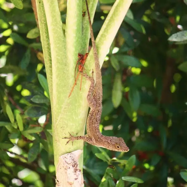 Puerto Rican crested anole - Facts, Diet, Habitat & Pictures on ...