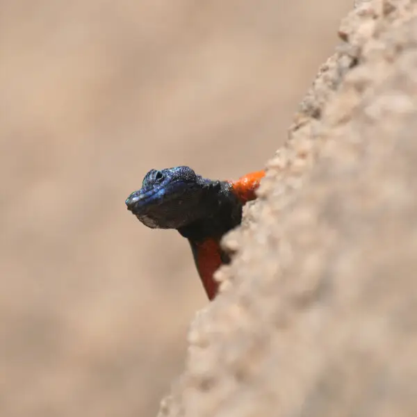 Broadley's flat lizard - Facts, Diet, Habitat & Pictures on Animalia.bio