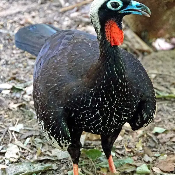 Black-fronted piping guan - Facts, Diet, Habitat & Pictures on Animalia.bio