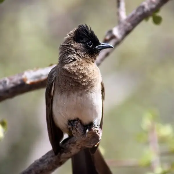 Dark-capped bulbul - Facts, Diet, Habitat & Pictures on Animalia.bio