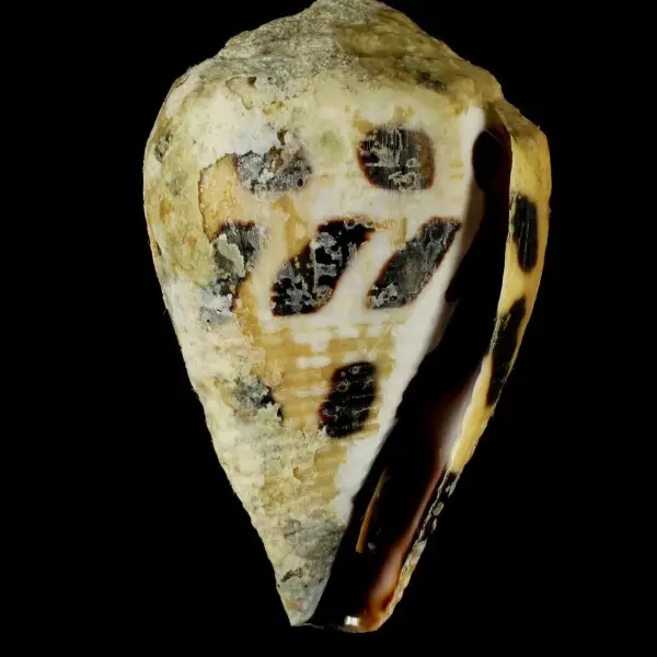 Conus ebraeus - Facts, Diet, Habitat & Pictures on Animalia.bio