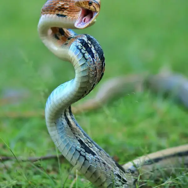 Radiated ratsnake - Facts, Diet, Habitat & Pictures on Animalia.bio