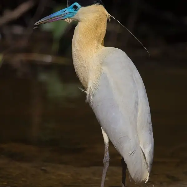 Capped heron - Facts, Diet, Habitat & Pictures on Animalia.bio