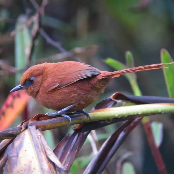 Rufous spinetail - Facts, Diet, Habitat & Pictures on Animalia.bio