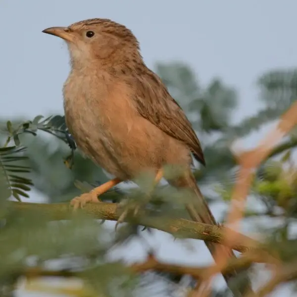 Common babbler - Facts, Diet, Habitat & Pictures on Animalia.bio
