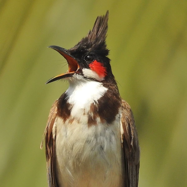 Бюльбюль червоногузий - факти, дієта, ареал і фотографії на Animalia.bio