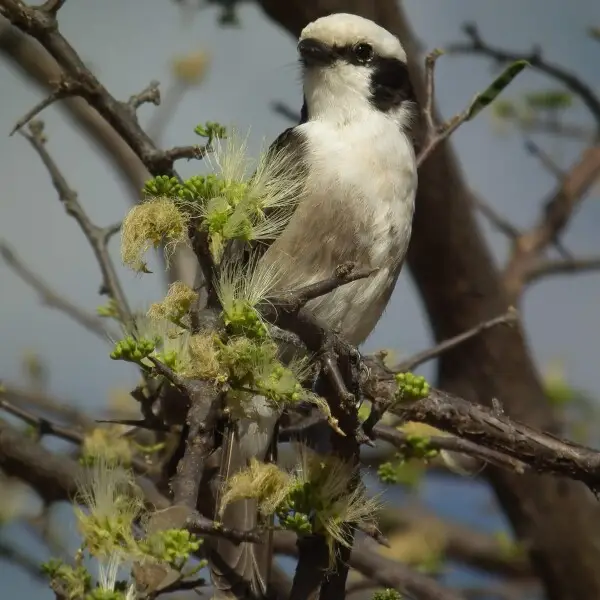 Northern white-crowned shrike - Facts, Diet, Habitat & Pictures on ...