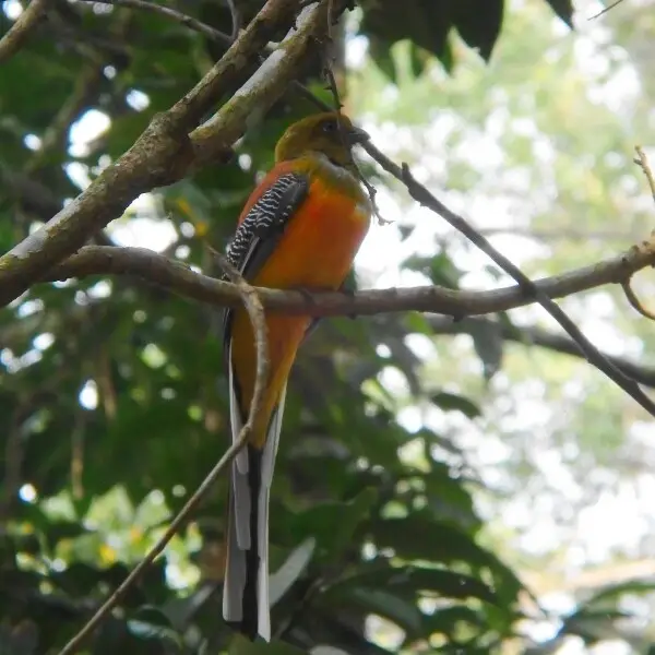 Orange-breasted trogon - Facts, Diet, Habitat & Pictures on Animalia.bio