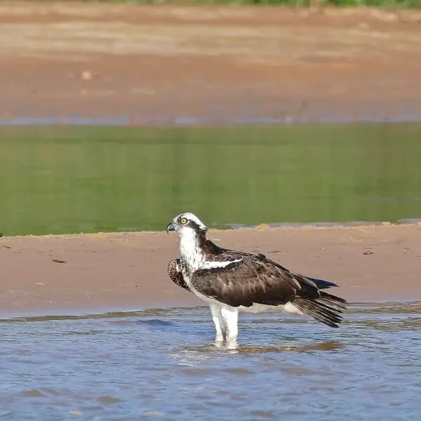 Osprey - Facts, Diet, Habitat & Pictures on Animalia.bio