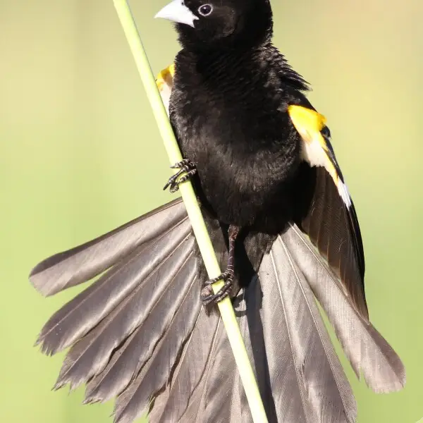Euplectes albonotatus - Fatti, dieta, habitat e immagini su Animalia.bio