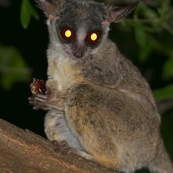 Mohol bushbaby - Facts, Diet, Habitat & Pictures on Animalia.bio
