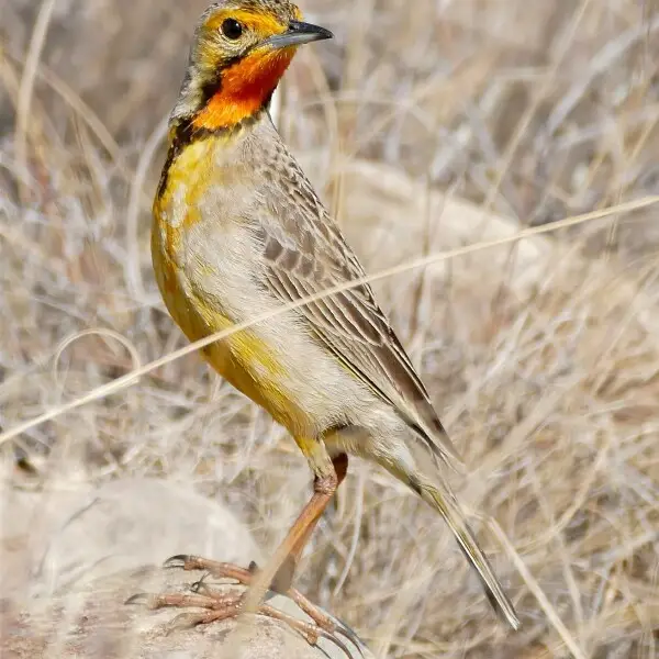 Macronyx capensis - факти, дієта, ареал і фотографії на Animalia.bio