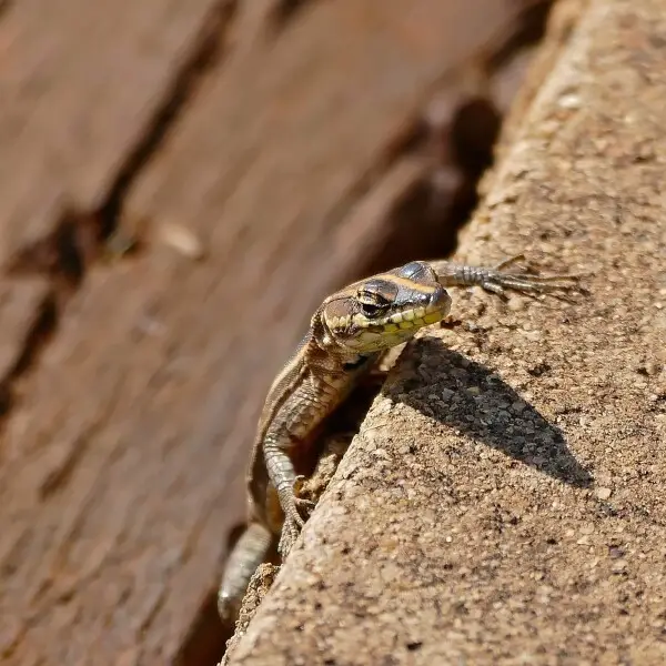 Common flat lizard - Facts, Diet, Habitat & Pictures on Animalia.bio