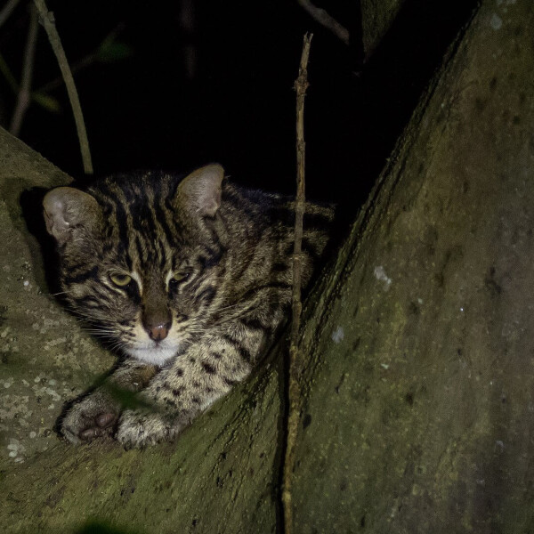 Fishing Cat - Facts, Diet, Habitat & Pictures on Animalia.bio