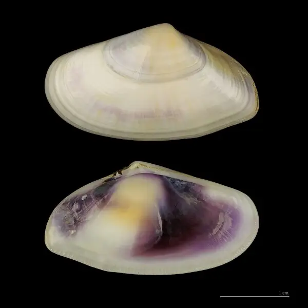 Donax trunculus - Facts, Diet, Habitat & Pictures on Animalia.bio