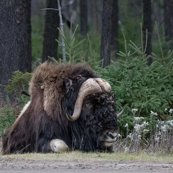 Muskox - Facts, Diet, Habitat & Pictures on Animalia.bio