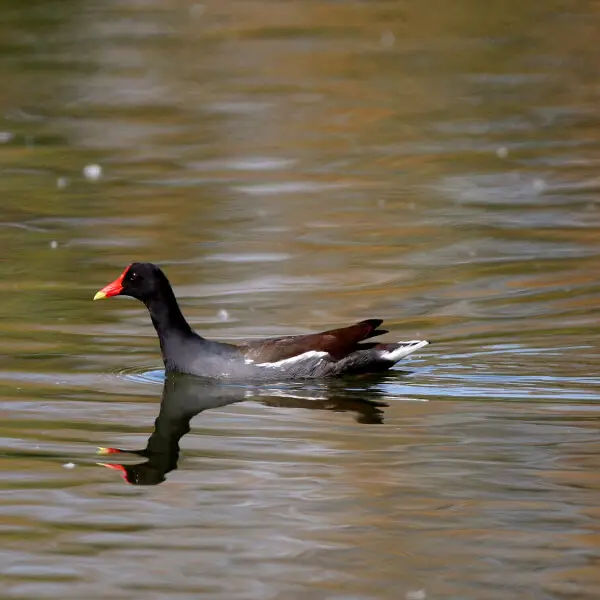 Common gallinule - Facts, Diet, Habitat & Pictures on Animalia.bio