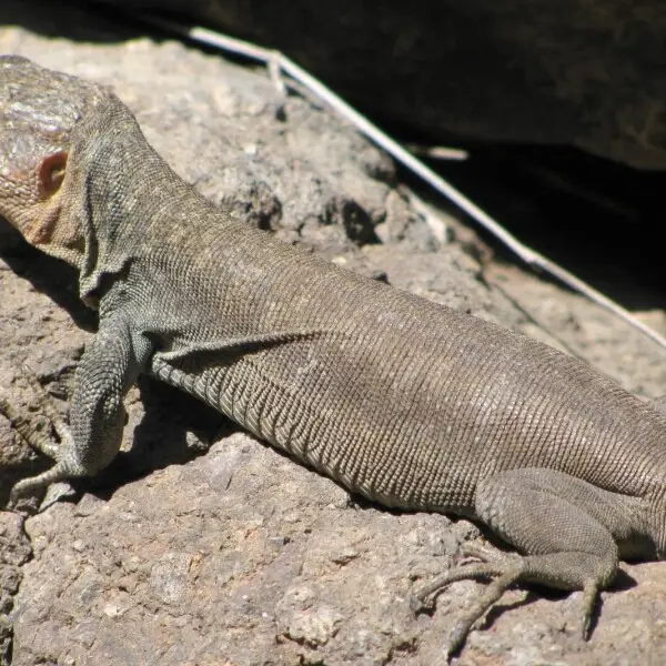 Gran Canaria giant lizard - Facts, Diet, Habitat & Pictures on Animalia.bio