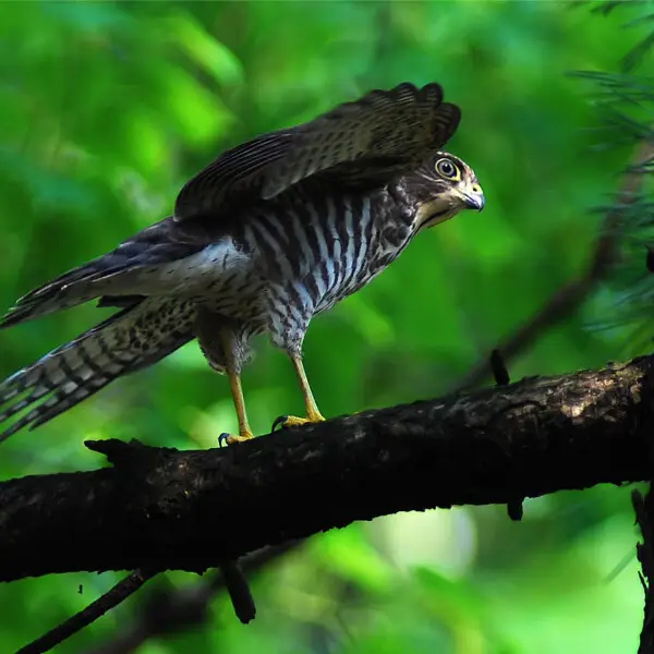 Japanese sparrowhawk - Facts, Diet, Habitat & Pictures on Animalia.bio