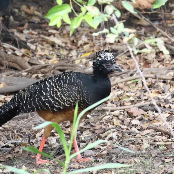 Bare-faced curassow - Facts, Diet, Habitat & Pictures on Animalia.bio