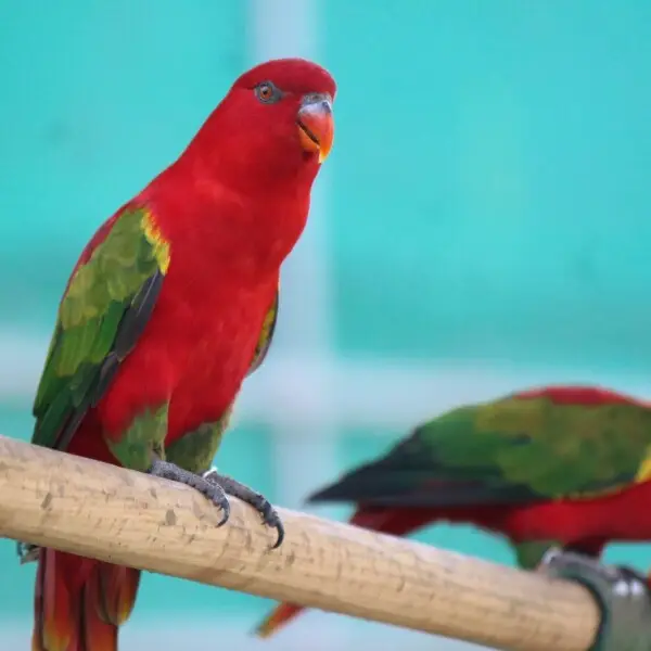 Chattering lory - Facts, Diet, Habitat & Pictures on Animalia.bio