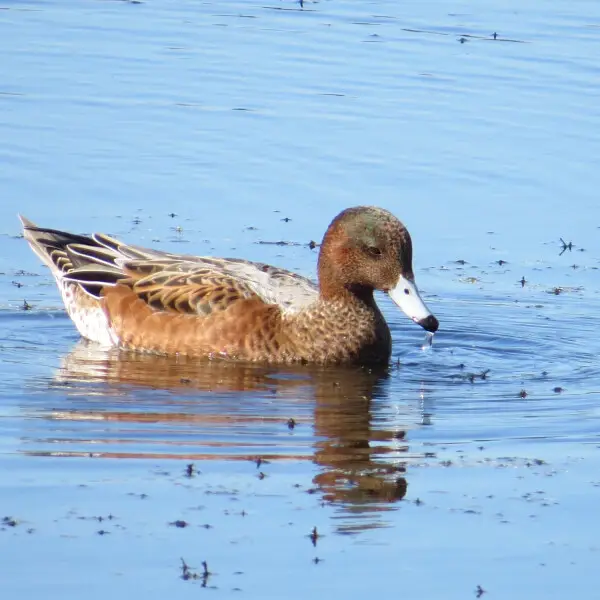 Eurasian wigeon - Facts, Diet, Habitat & Pictures on Animalia.bio