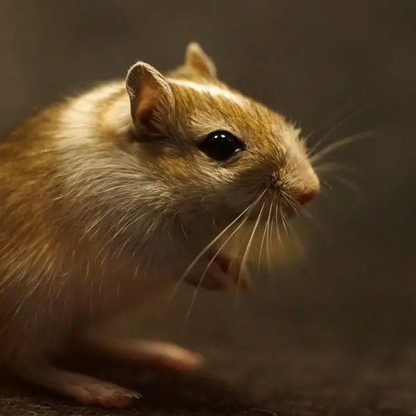 Mongolian Gerbil - Facts, Diet, Habitat & Pictures on Animalia.bio