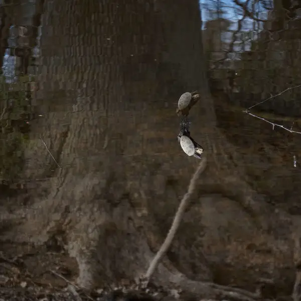 Common Musk Turtle - Facts, Diet, Habitat & Pictures on Animalia.bio