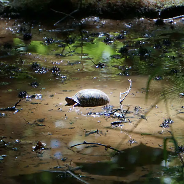 Common Box Turtle - Facts, Diet, Habitat & Pictures on Animalia.bio