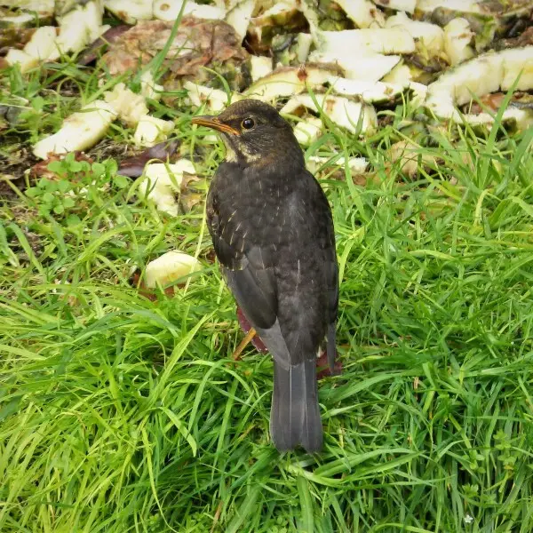 Island thrush - Facts, Diet, Habitat & Pictures on Animalia.bio