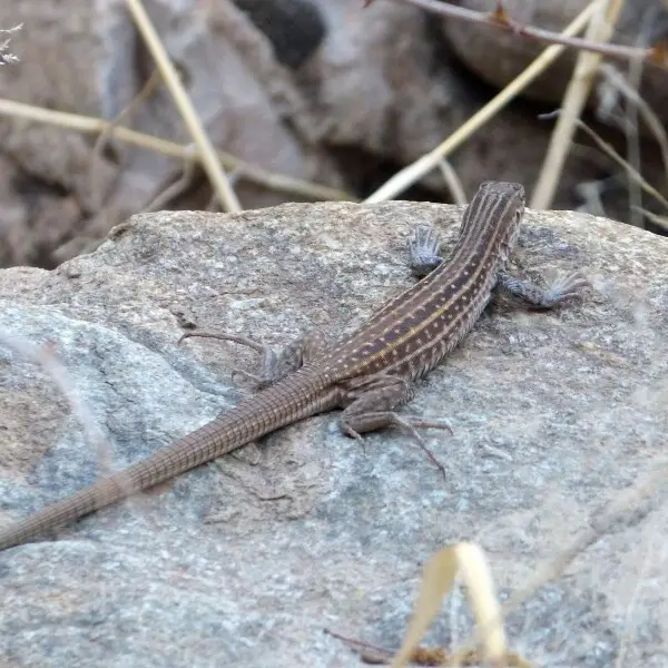 Gila spotted whiptail - Facts, Diet, Habitat & Pictures on Animalia.bio