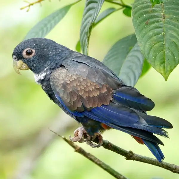 Bronze-winged parrot - Facts, Diet, Habitat & Pictures on Animalia.bio
