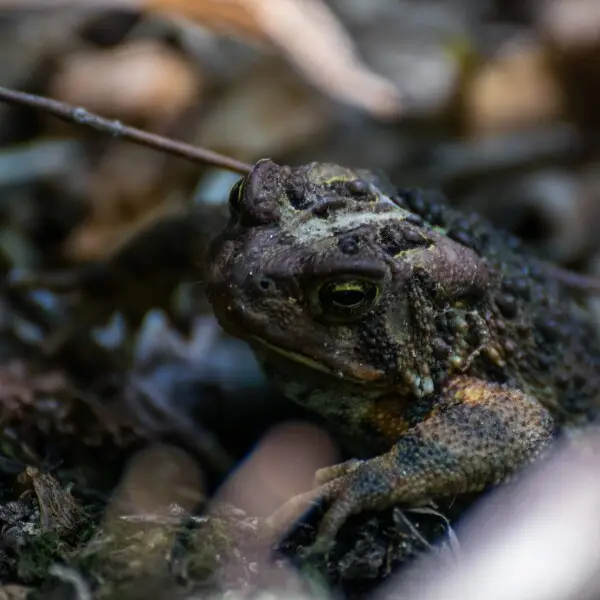 American toad - Facts, Diet, Habitat & Pictures on Animalia.bio