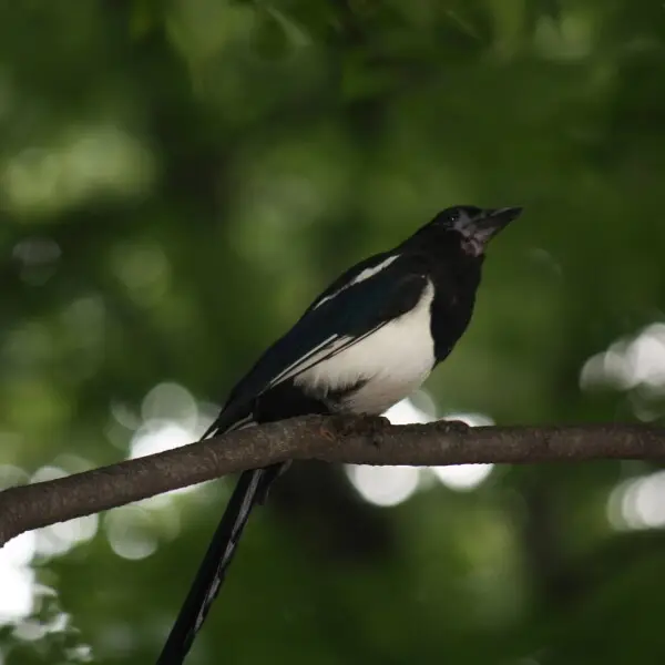 Oriental magpie - Facts, Diet, Habitat & Pictures on Animalia.bio